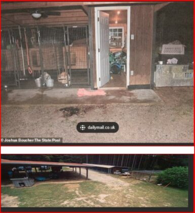 Murdaugh jurors say kennel video ‘sealed the deal’ in the murder ...