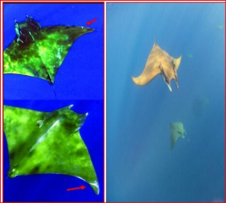 Rare 12-foot Sicklefin Devil ray spotted off US East Coast - USA Herald