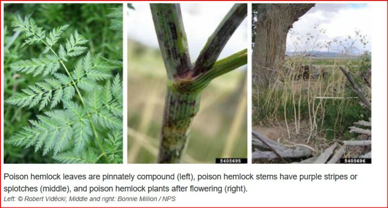 Poison Hemlock, Beautiful but deadly in bloom across the U.S. - USA Herald