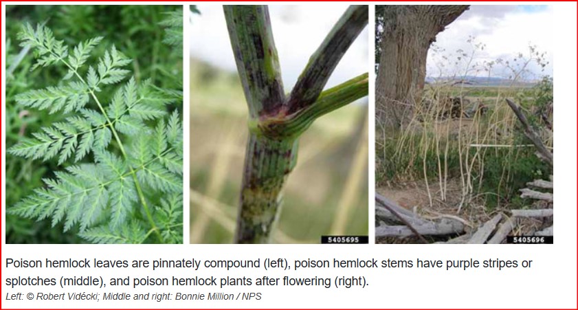 Poison Hemlock, Beautiful but deadly in bloom across the U.S. - USA Herald Poison Hemlock, Beautiful but deadly in bloom across the U.S. - USA Herald