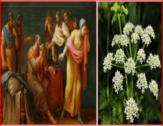 Poison Hemlock, Beautiful but deadly in bloom across the U.S. - USA Herald