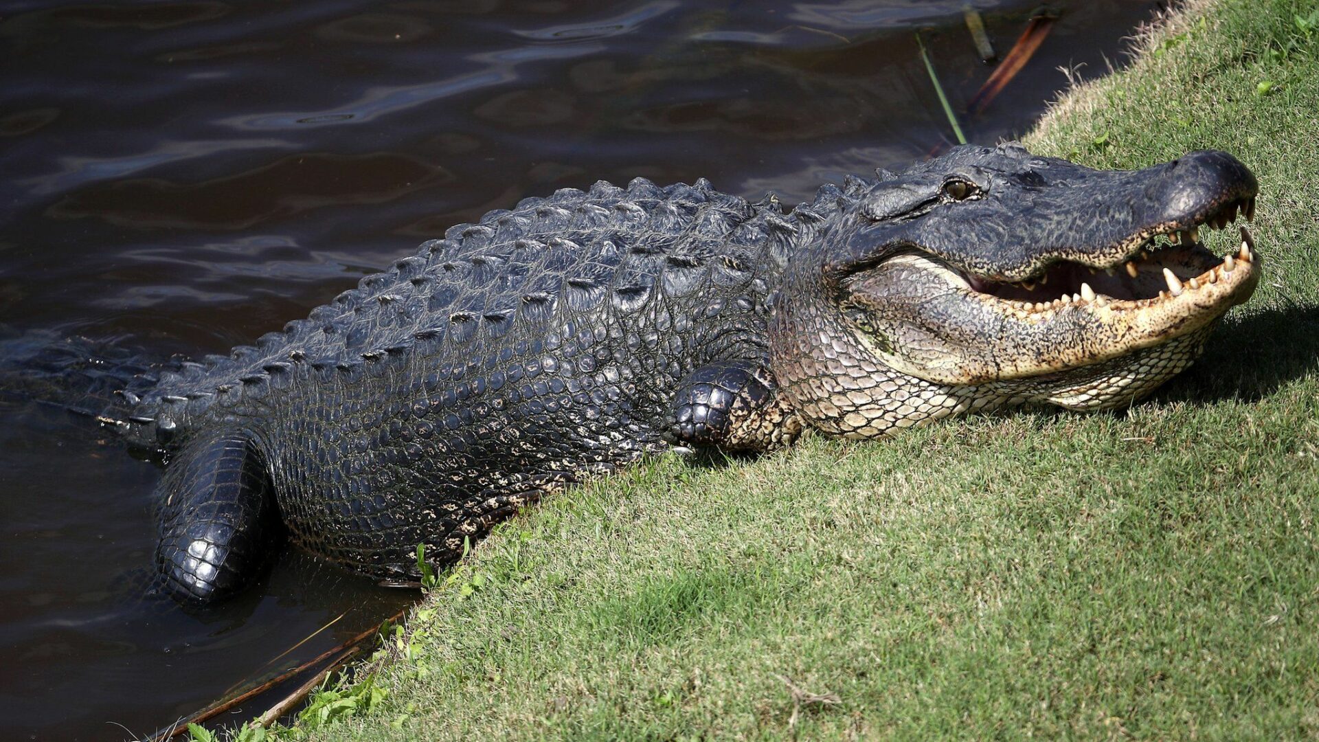 Fatal Alligator Attack on Hilton Head Shocks Local Community - USA Herald