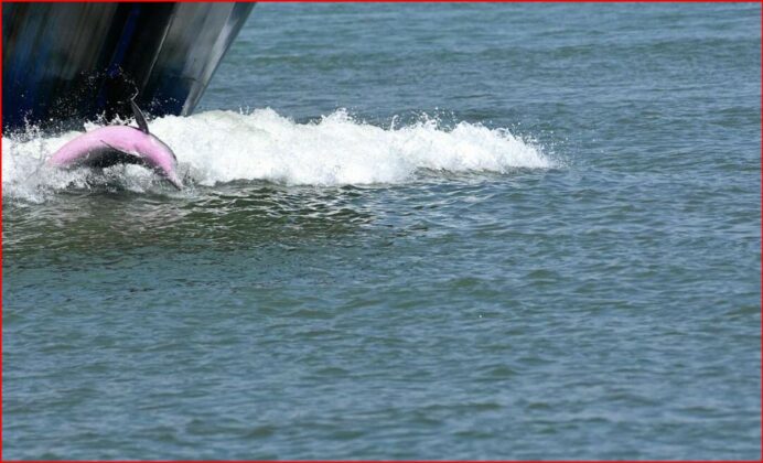 Pink Dolphins Spotted off the Texas Coast: A Colorful Mystery - USA Herald