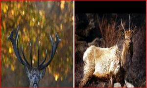 Zombie Deer Disease: Scientists Claim a “Slow-Moving Disaster” - USA Herald