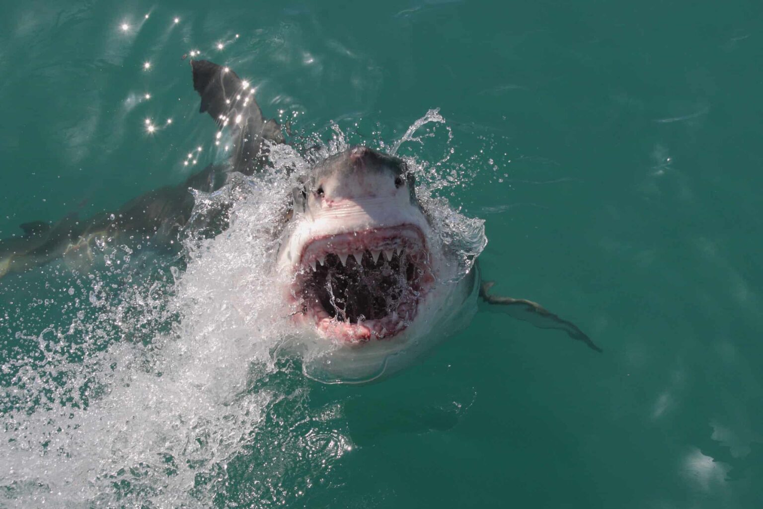 Sharks in the Chicago River? Viral Sightings Turn Out to Be a Clever ...