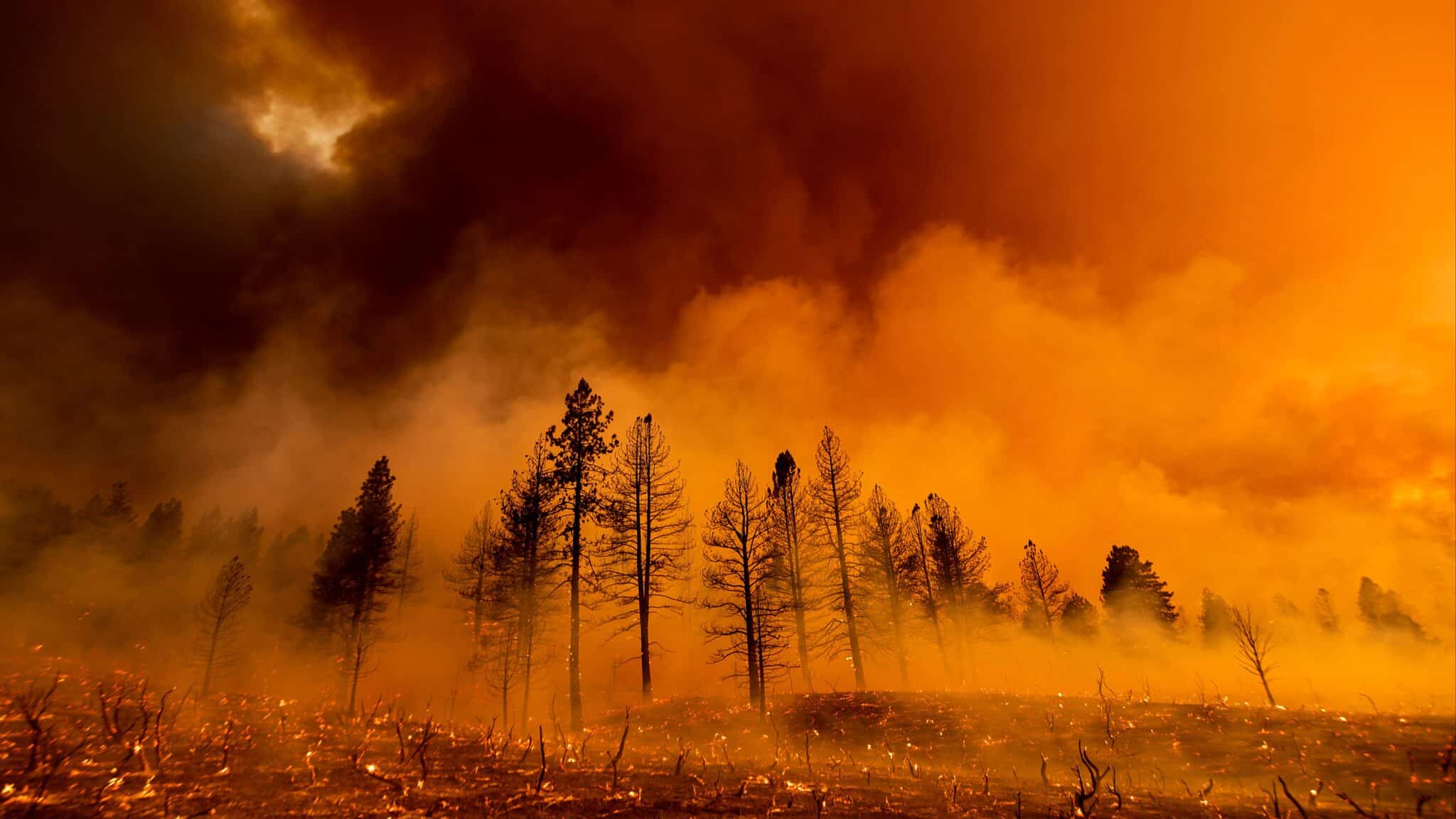 Monster Wildfire Rips Through South Georgia, Forcing Evacuations as ...